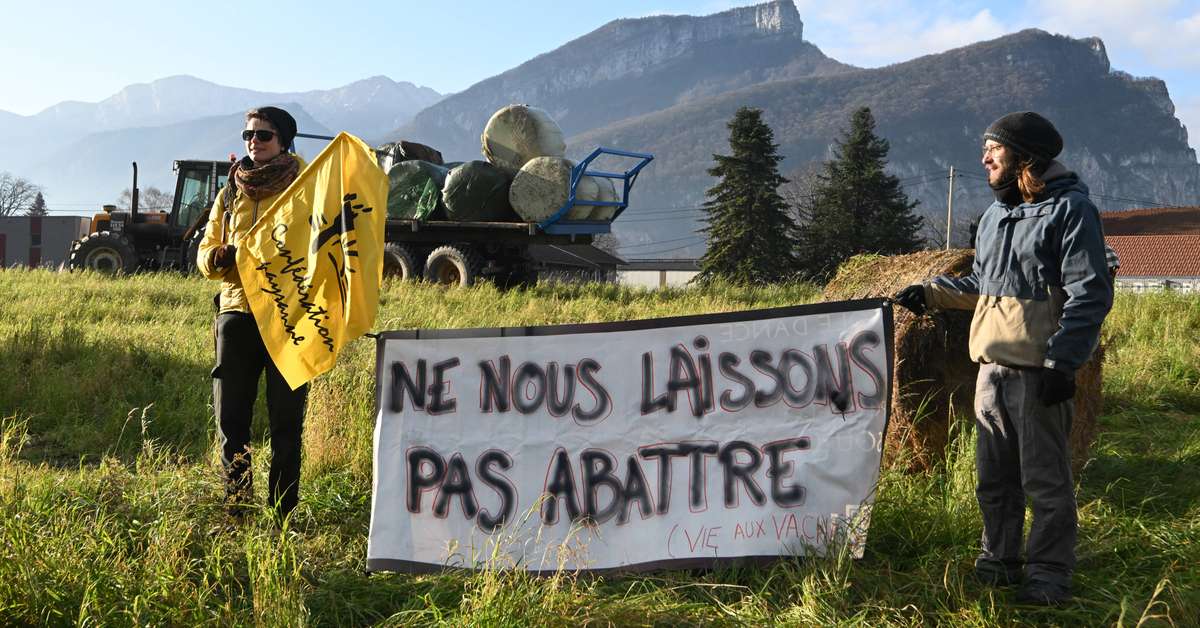 Du lait au sang des vaches : dérive d’une technocratie hors-sol